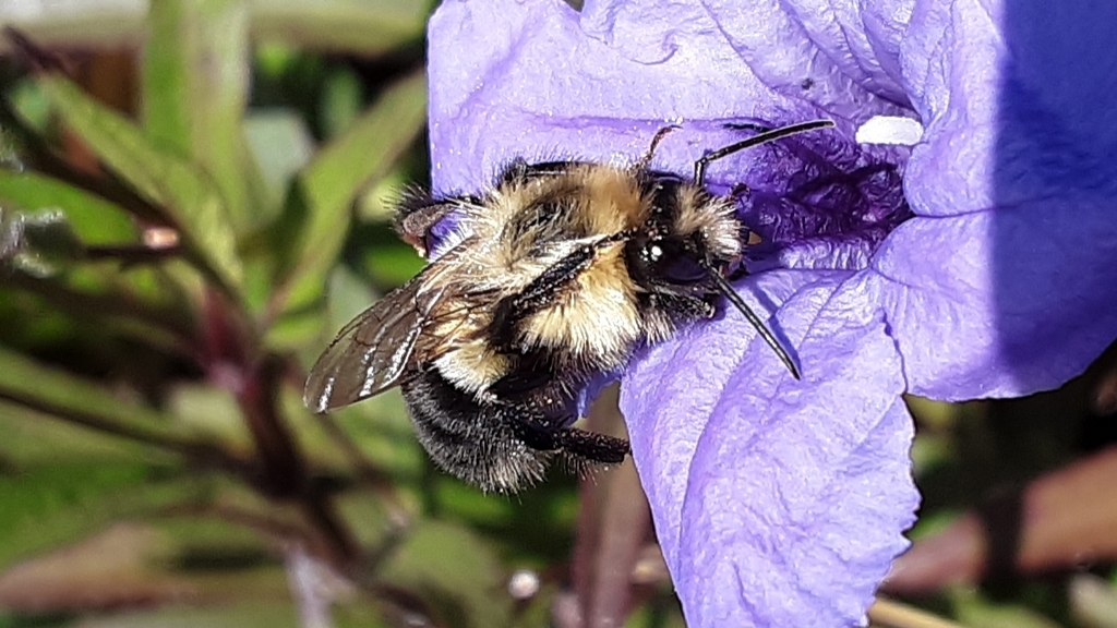 Common Eastern Bumble Bee from Elmwood Park EB, Columbia, SC 29201, USA ...