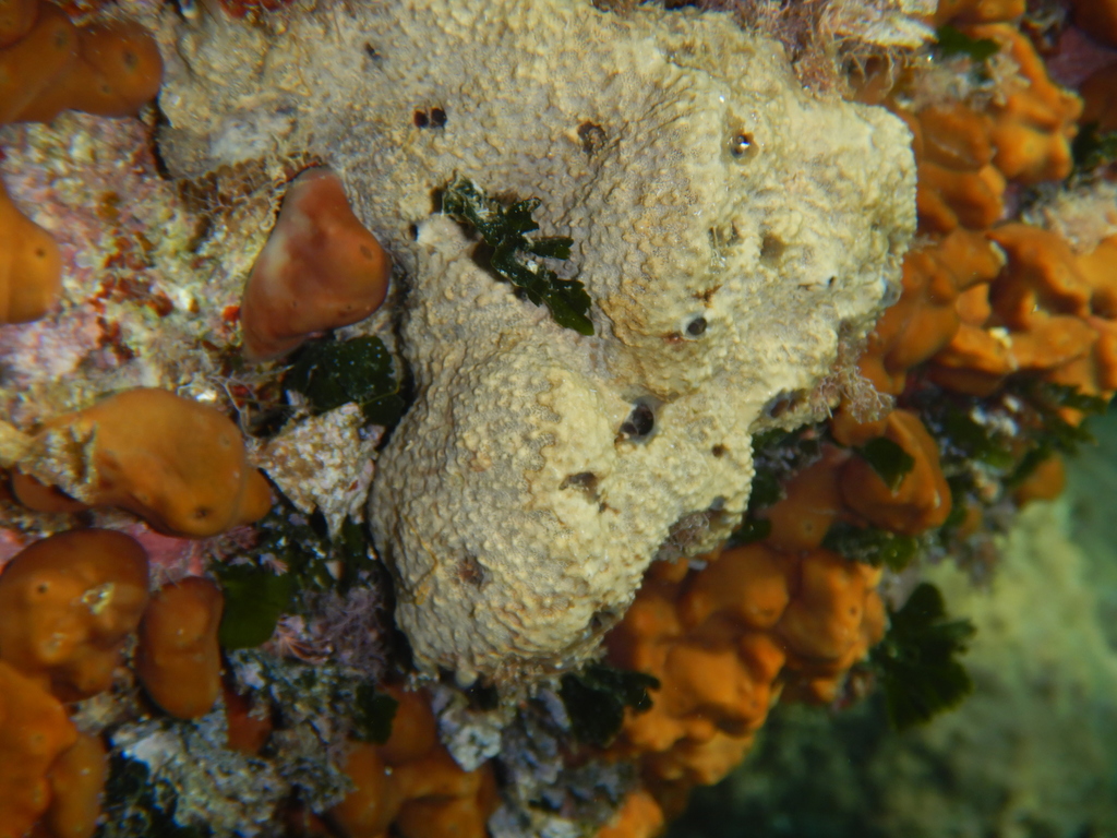 Stinker Sponge from Theotokos on October 16, 2019 at 01:00 PM by Chris ...