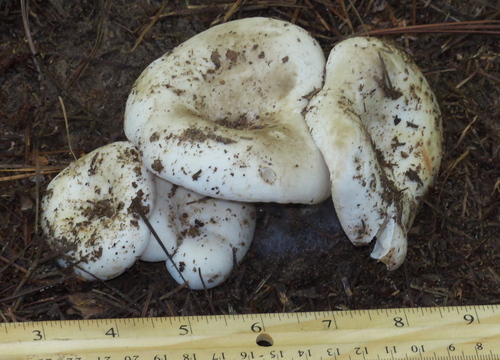 Russula romagnesiana · iNaturalist