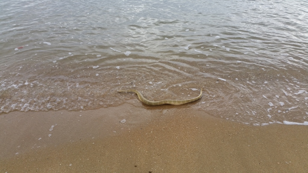 Shaw's Sea Snake in November 2016 by geoff69. Came swimming right up to ...