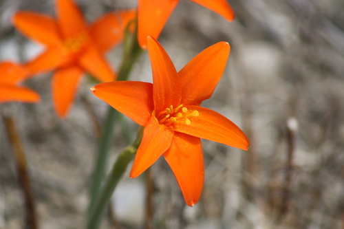 Pyrolirion tubiflorum · iNaturalist