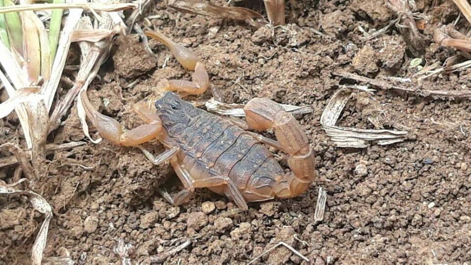 Eastern Ridge-back Scorpion from Kenya on February 09, 2019 at 10:24 PM ...