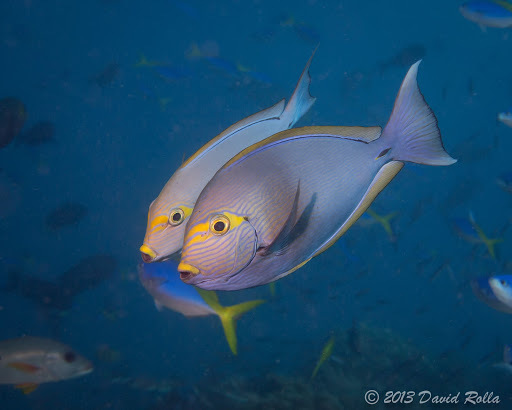 Yellowmask Surgeonfish (Acanthurus mata) - Marine Life Identification