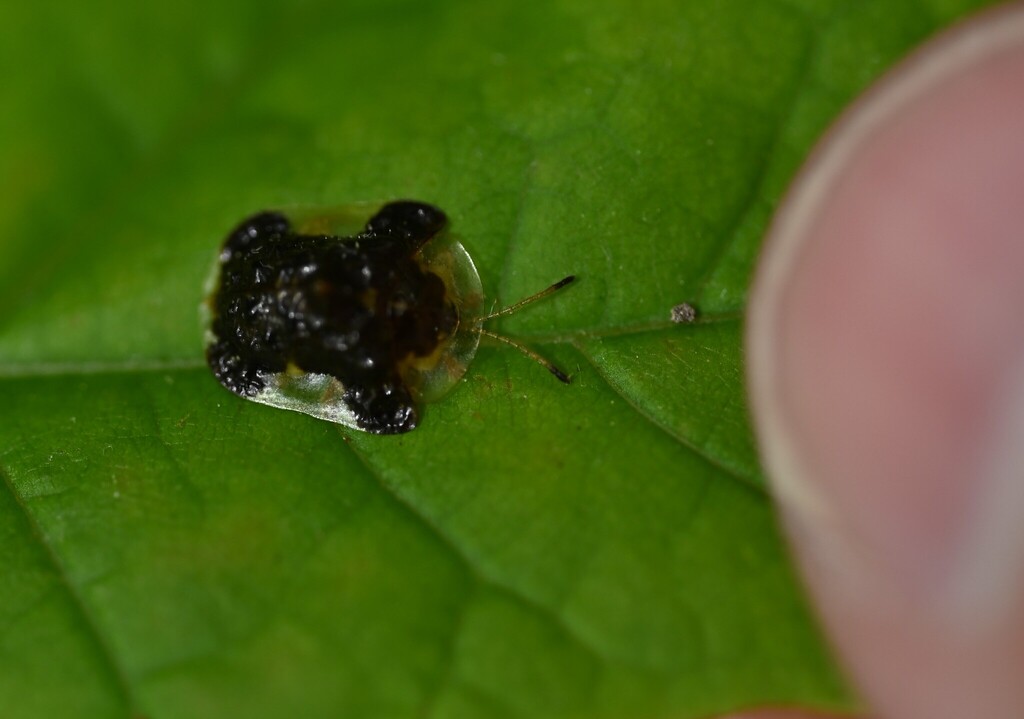 Clavate Tortoise Beetle from Huron County, ON, Canada on May 31, 2025 ...