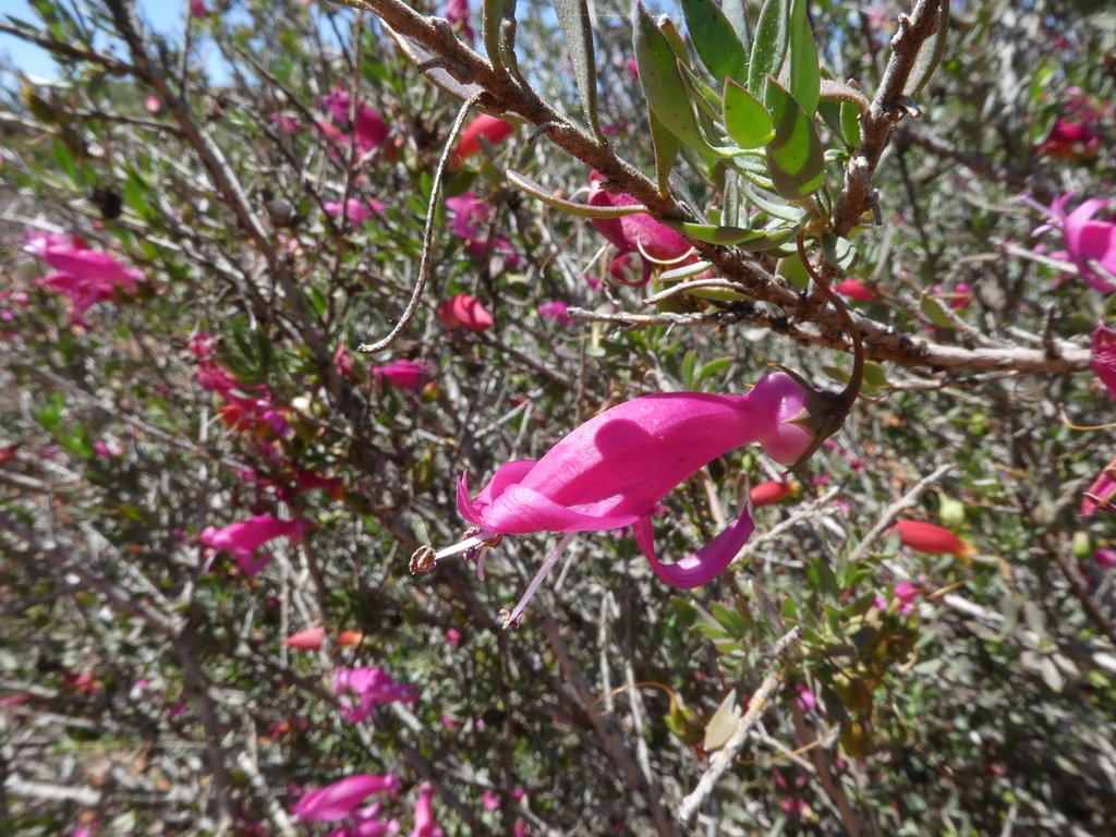 spotted emu bush (Eremophila maculata) - Botanical Realm