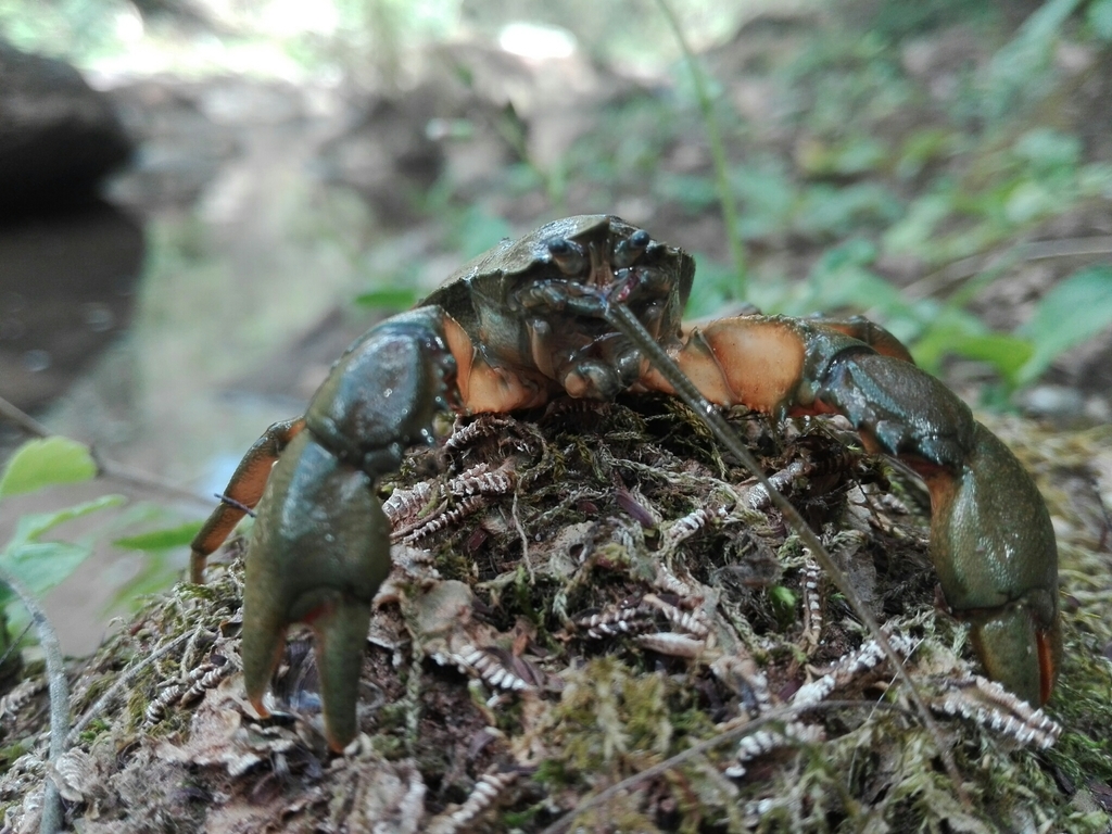 Aegla septentrionalis from Aniceto Arce, Bolivia on October 22, 2019 at ...