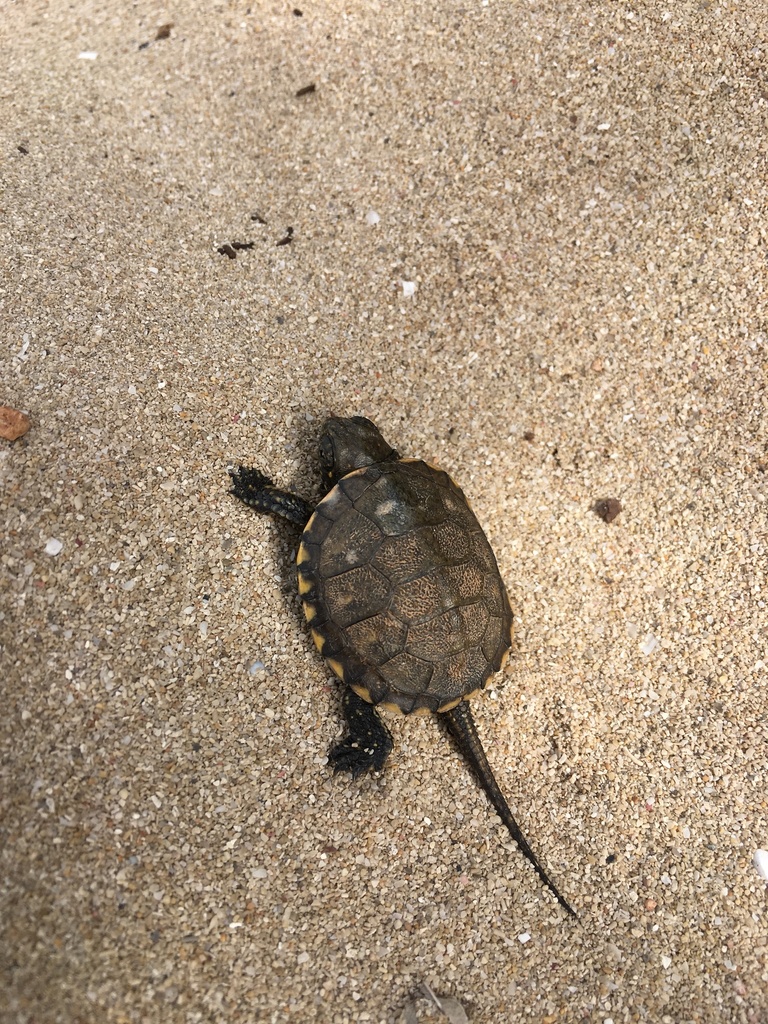 European Pond Turtle in April 2019 by Pau Arranz Morell · iNaturalist
