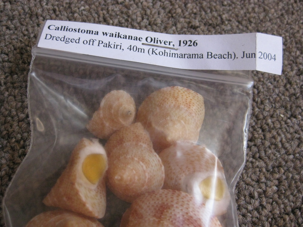 Maurea waikanae from Kaipara, NZ-NO, NZ on October 26, 2019 at 08:17 PM ...