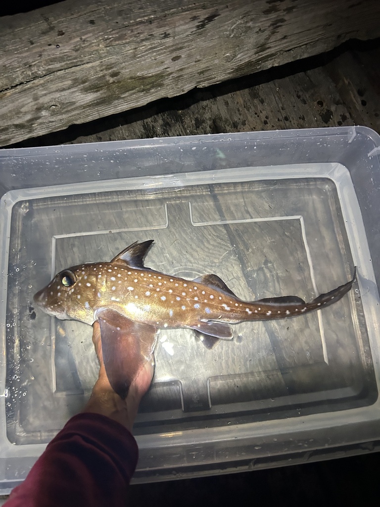 Spotted Ratfish (Seattle Aquarium Animals) · iNaturalist