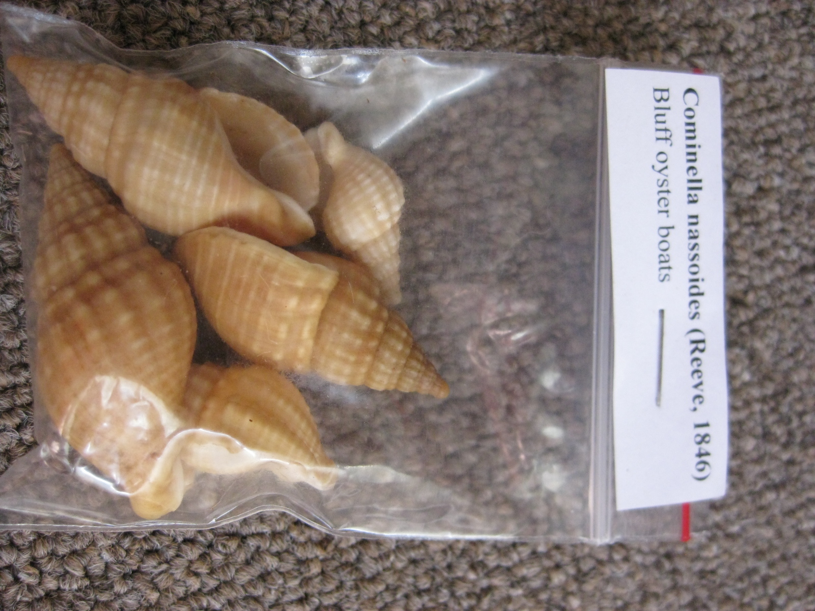 Cominella nassoides (Reeve, 1846)