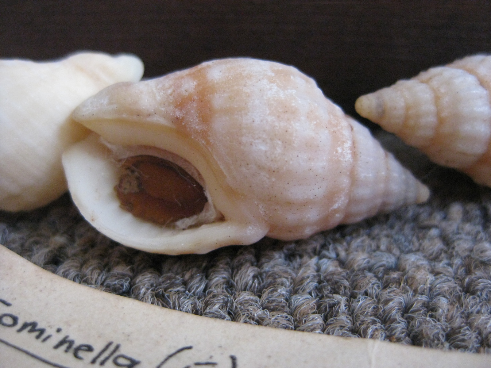 Cominella nassoides (Reeve, 1846)