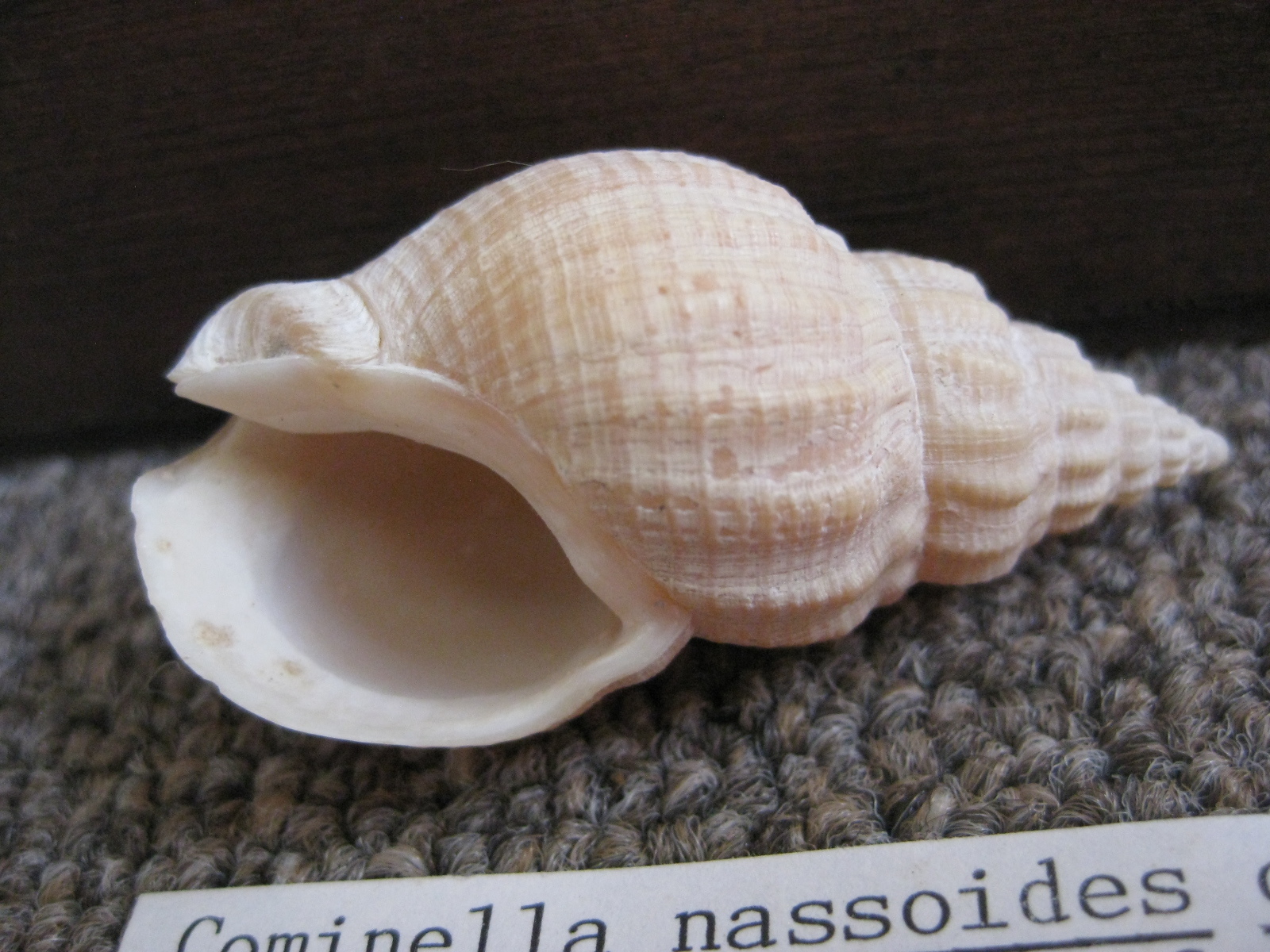 Cominella nassoides (Reeve, 1846)