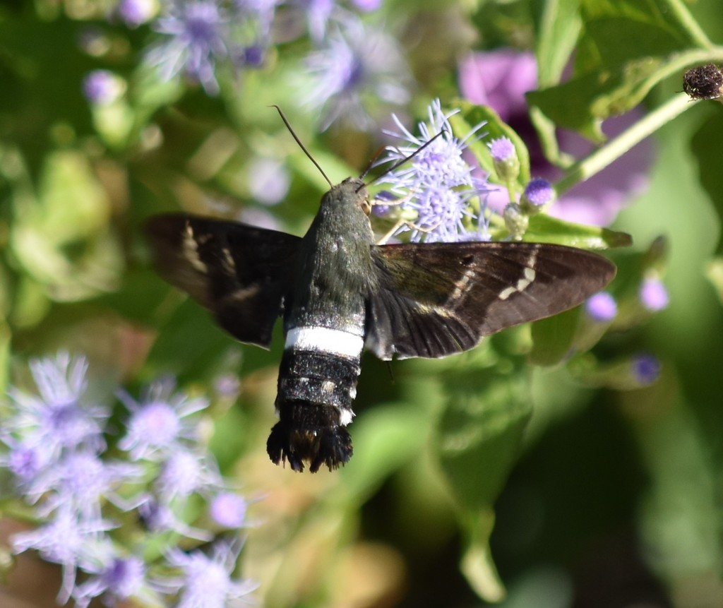 Titan Sphinx (Florianopolis - Insects - Lepidoptera) · iNaturalist