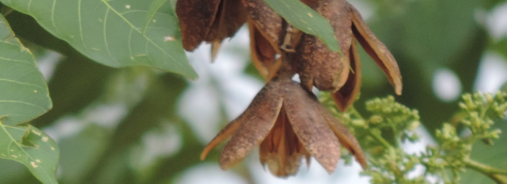 Cedrela kuelapensis from Nambacola, Ecuador on October 21, 2019 at 02: ...