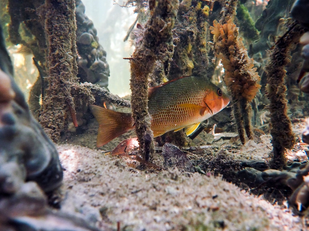 Dog Snapper from Monroe County, US-FL, US on September 24, 2019 at 02: ...