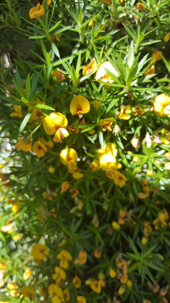 matted bush-pea from Willunga SA 5172, Australia on October 28, 2019 by ...