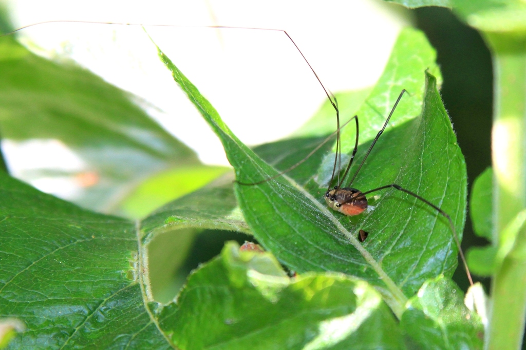 Leiobunum rotundum from Renton, WA, USA on August 12, 2012 at 10:56 AM ...