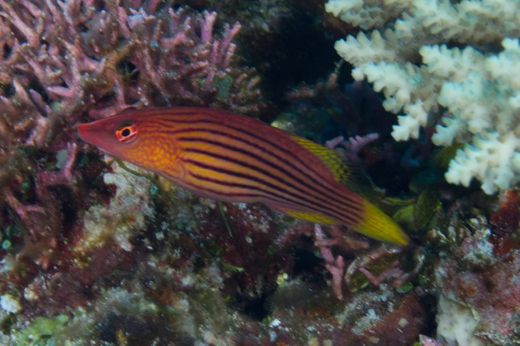 Eightline Wrasse (Reef Fish of the Hawaiian Islands) · iNaturalist