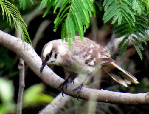 Ecuadorian Long-tailed Mockingbird (Subspecies Mimus longicaudatus ...