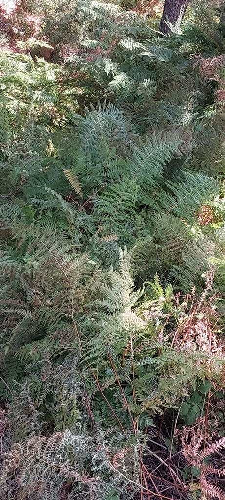 common bracken from WP6W+4VJ, Wata El Mrouj, Lebanon on August 12, 2025 ...
