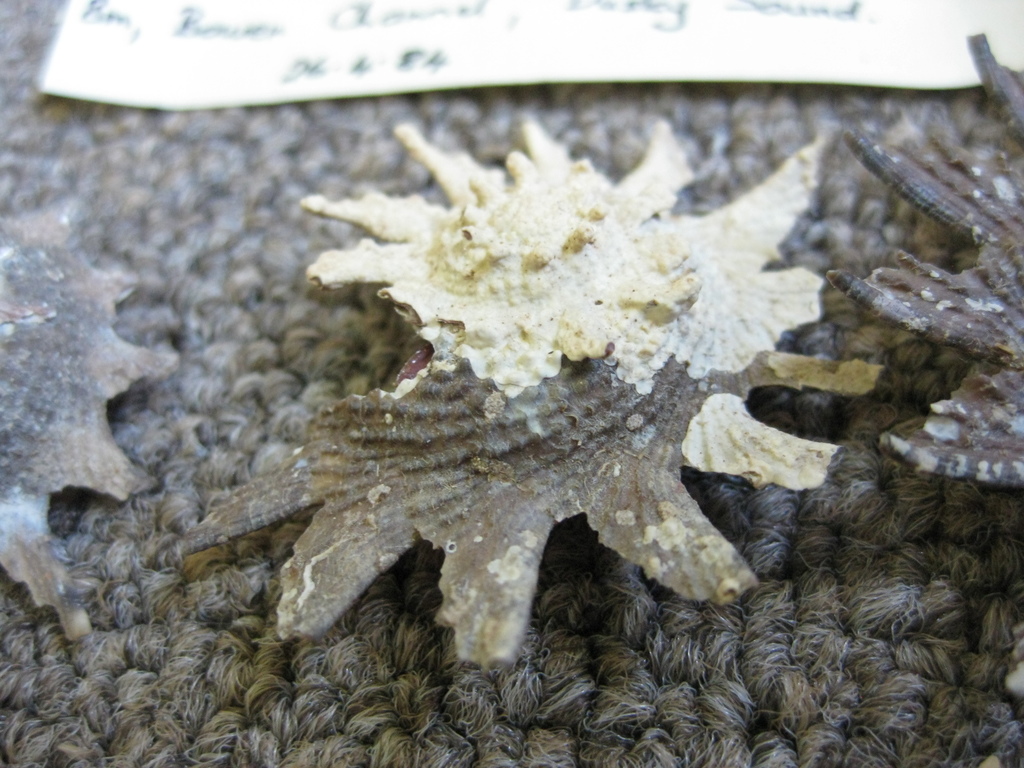 Circular Saw Shell from Southland, New Zealand on April 24, 1984 at 01: ...