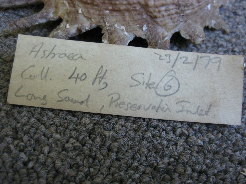 Circular Saw Shell from Fiordland National Park, New Zealand on ...