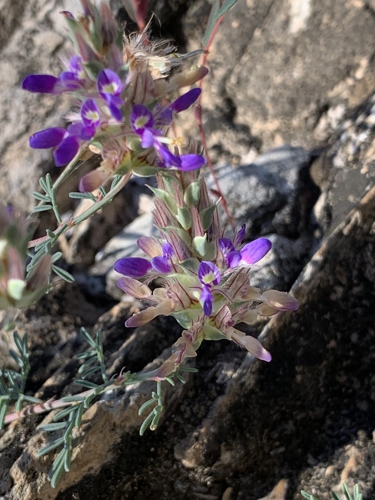 Silver Prairie Clover from Santa Catarina, NL, MX on October 27, 2019 ...