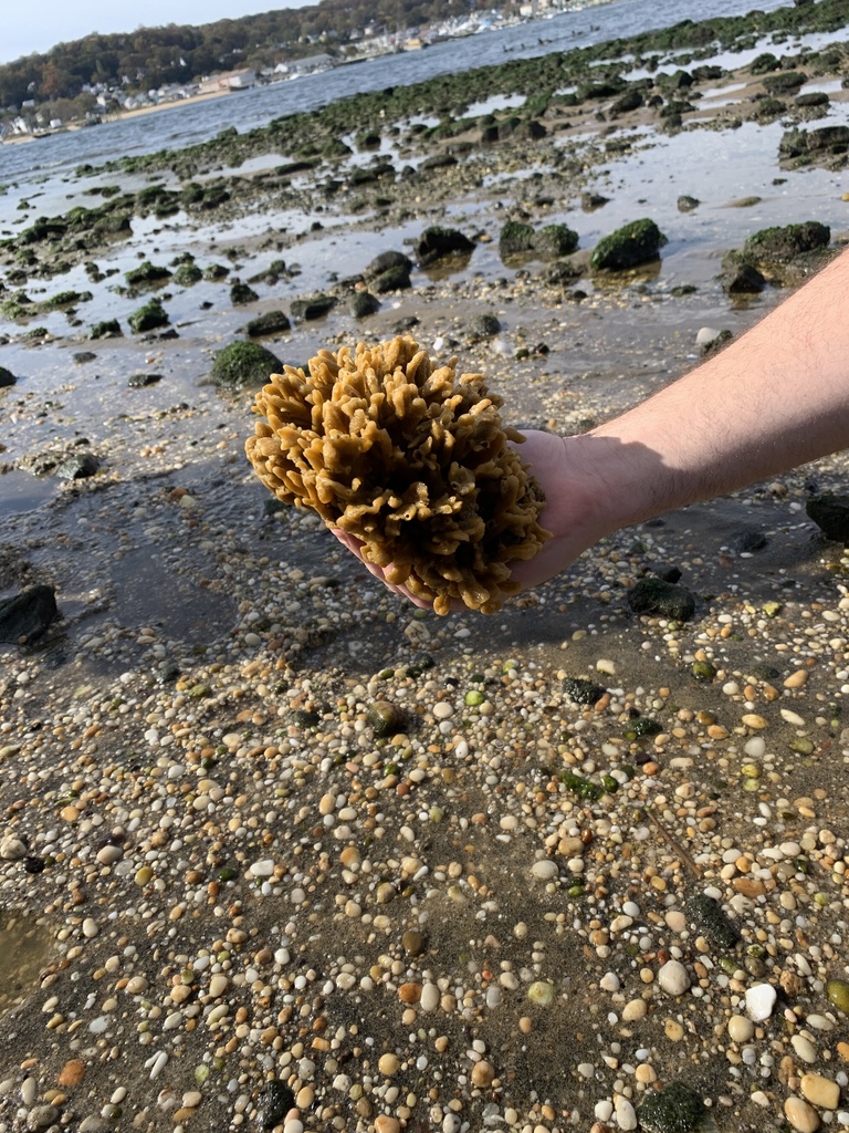 Red Beard Sponge from Holmes St, Belleville, NJ, US on October 27, 2019 ...
