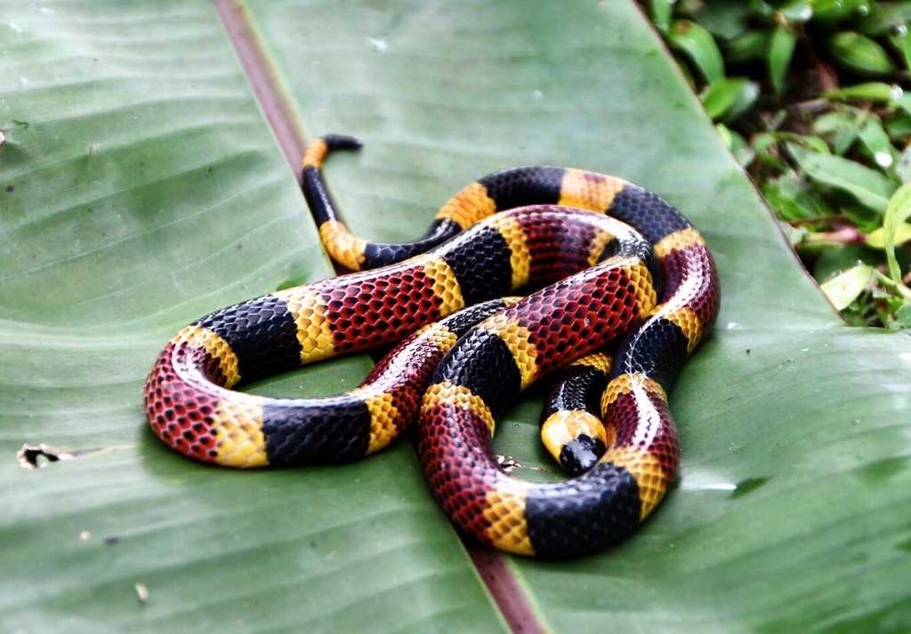 Costa Rican Coralsnake from 142, 200 meters Northwest from the dam of ...