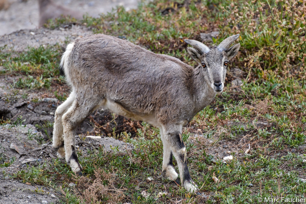 Bharal (Pseudois nayaur) - Know Your Mammals