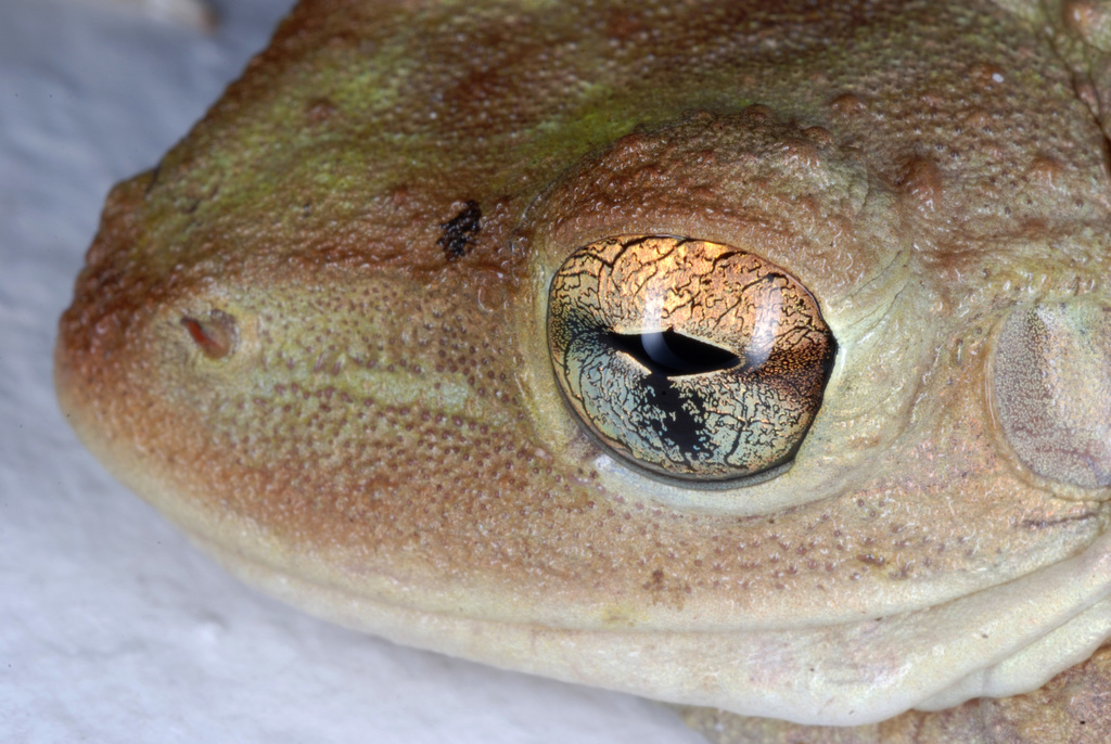 Cuban Tree Frog (Reptiles & Amphibians of Hawaii) · iNaturalist