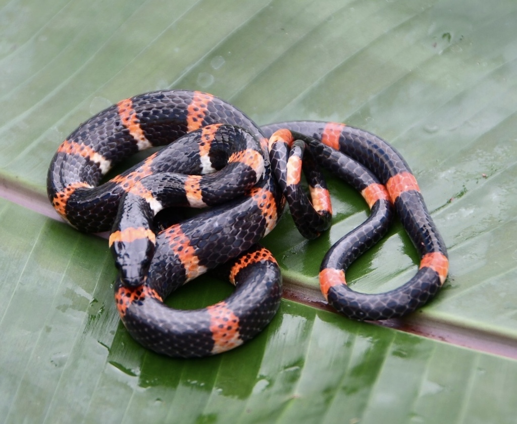 Black Halloween Snake from 142, 200 meters Northwest from the dam of ...