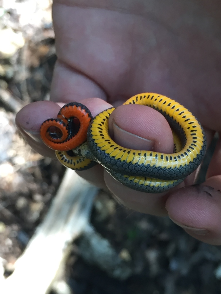 Prairie Ringneck Snake in October 2019 by Daryl Coldren · iNaturalist