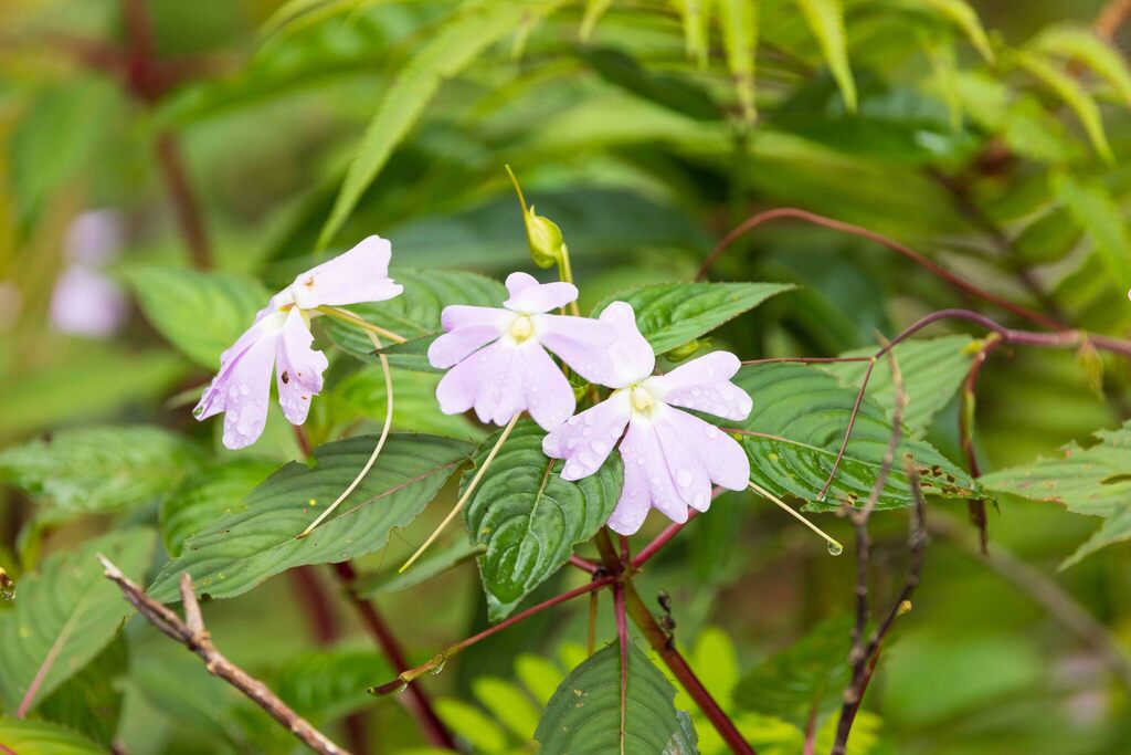New Guinea Impatiens from North Fly District, Western Province, Papua ...