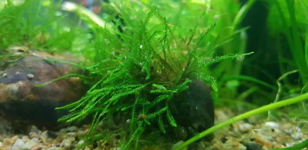 Taxiphyllum taxirameum (Bryophytes (hornworts, liverworts and mosses ...