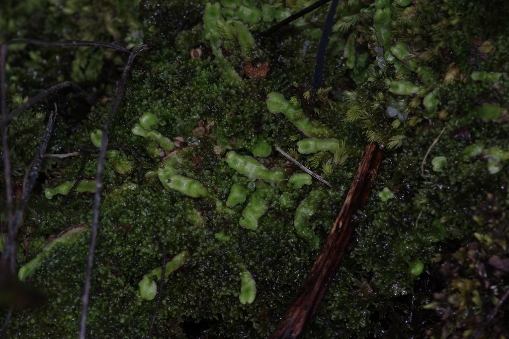 Plagiomnium rhynchophorum from R351 from the R67 tar road at Balfour up ...