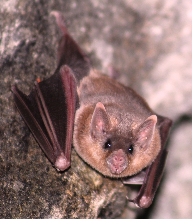long-snouted bat (Platalina genovensium) - Know Your Mammals