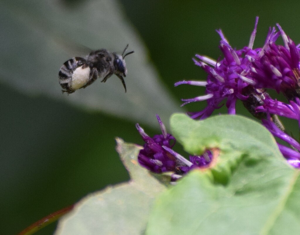 Denticulate Longhorn Bee from Centerville, OH, USA on August 12, 2025 ...
