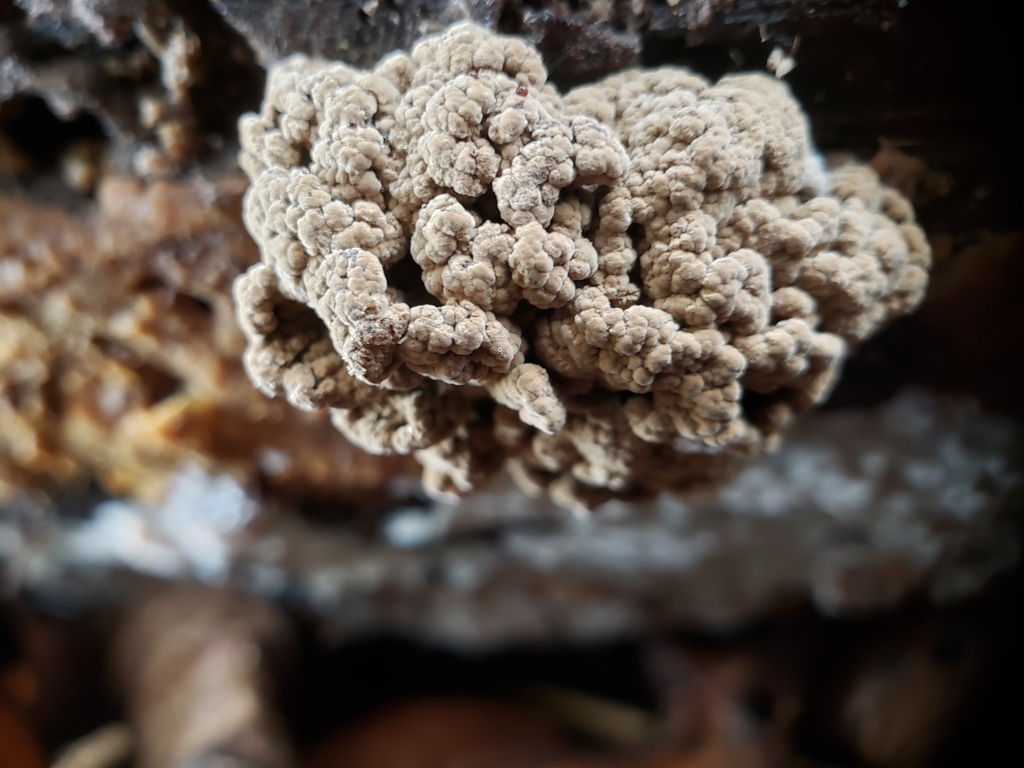 Ionomidotis irregularis from Peters Township, PA, USA on October 26 ...