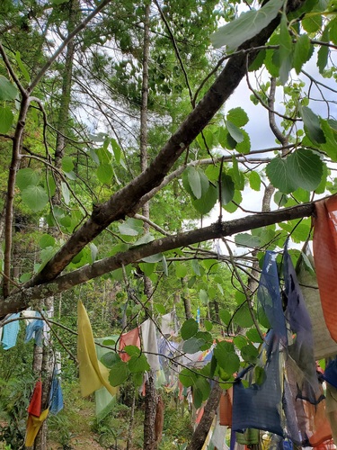 Populus rotundifolia · iNaturalist