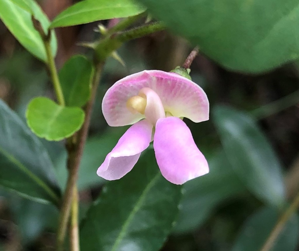 Thicket Bean (Herbaceous Vines of Appalachia) · iNaturalist