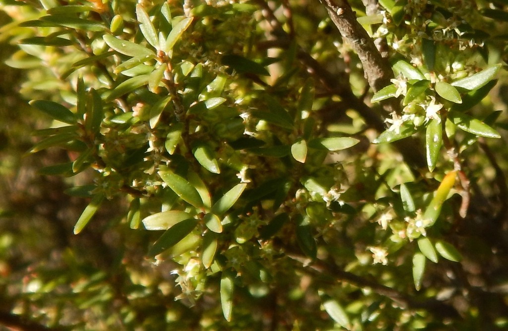 Coast ground-berry (Native Flora of the Victorian Volcanic Plains Part ...