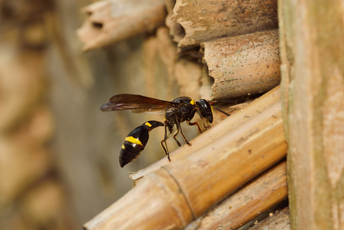 Pareumenes taiwanus · iNaturalist