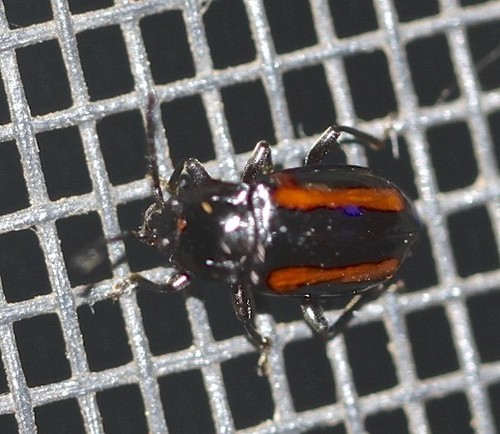 Genus Indalmus · iNaturalist