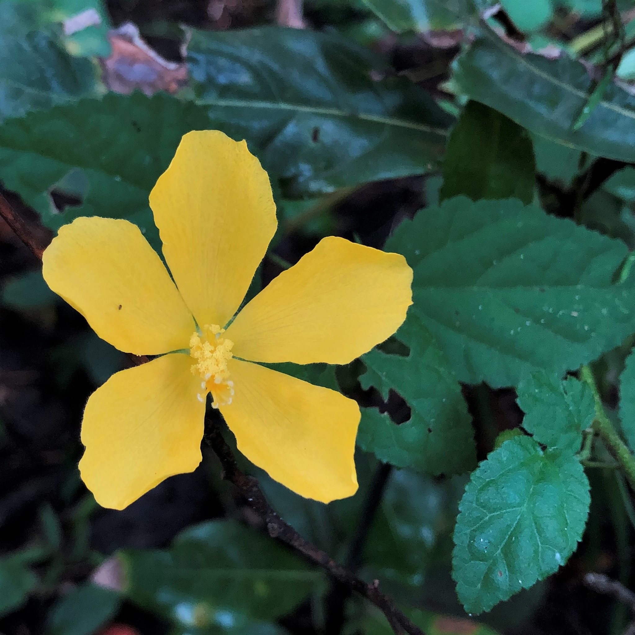 Pavonia spinifex (L.) Cav.
