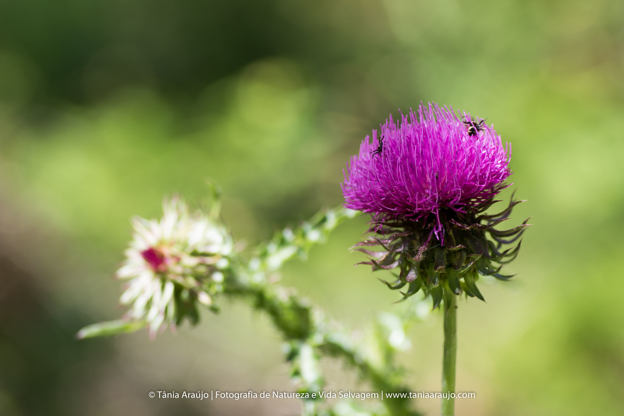 Carduus nutans subsp. platypus (Lange) Greuter