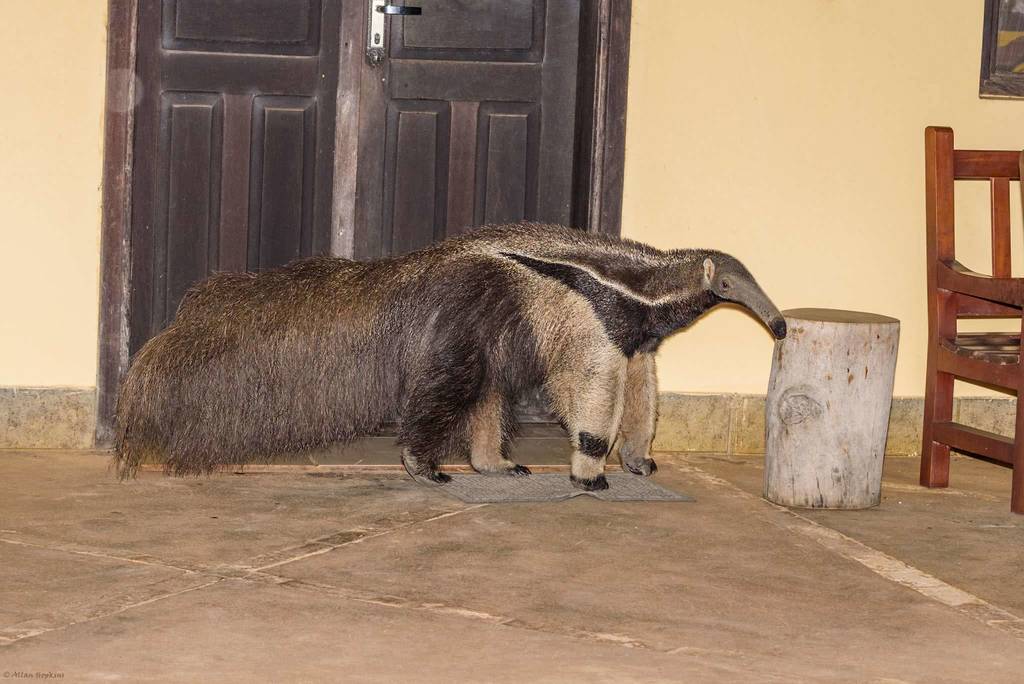 Giant Anteater in August 2019 by Allan Hopkins. An evening visitor ...