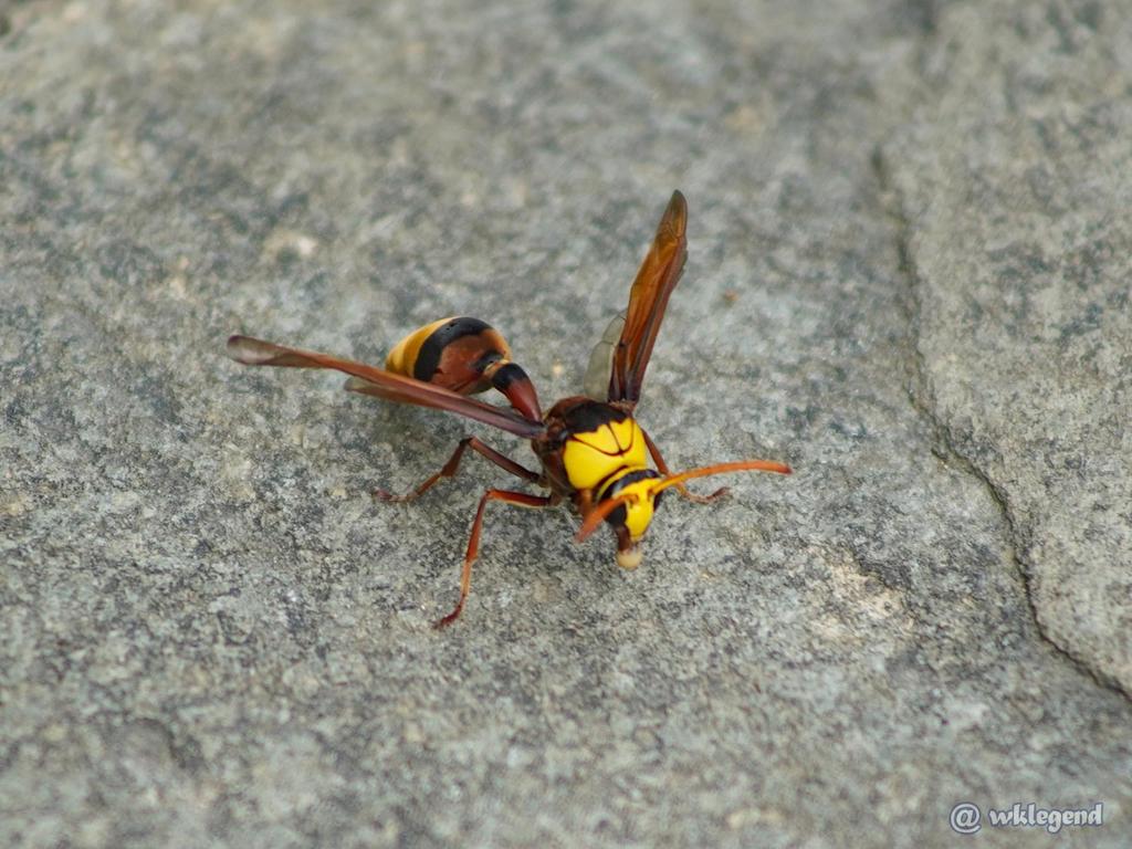 Delta pyriforme from Sai Kung, HK on October 27, 2019 by wklegend ...