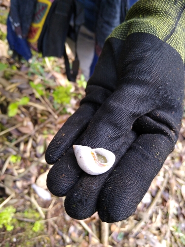 Drymaeus subsemiclausus · iNaturalist