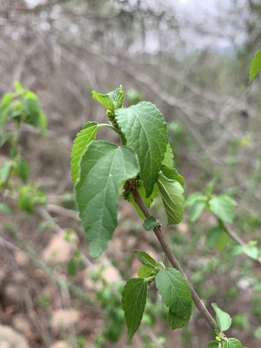 Bos-Valsnetel (Form Acalypha glabrata glabrata) · iNaturalist